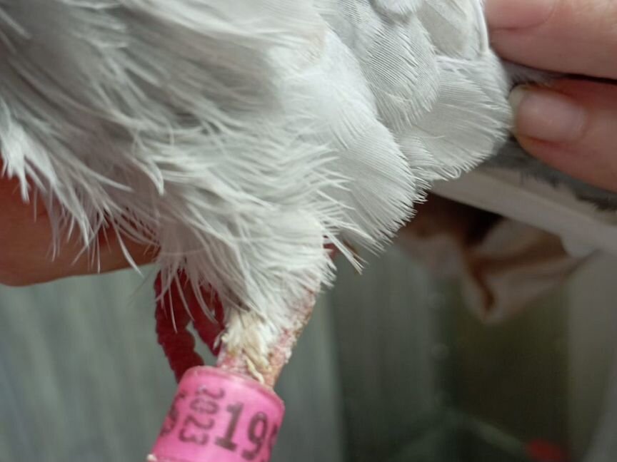 Найден голубь с кольцом на лапе