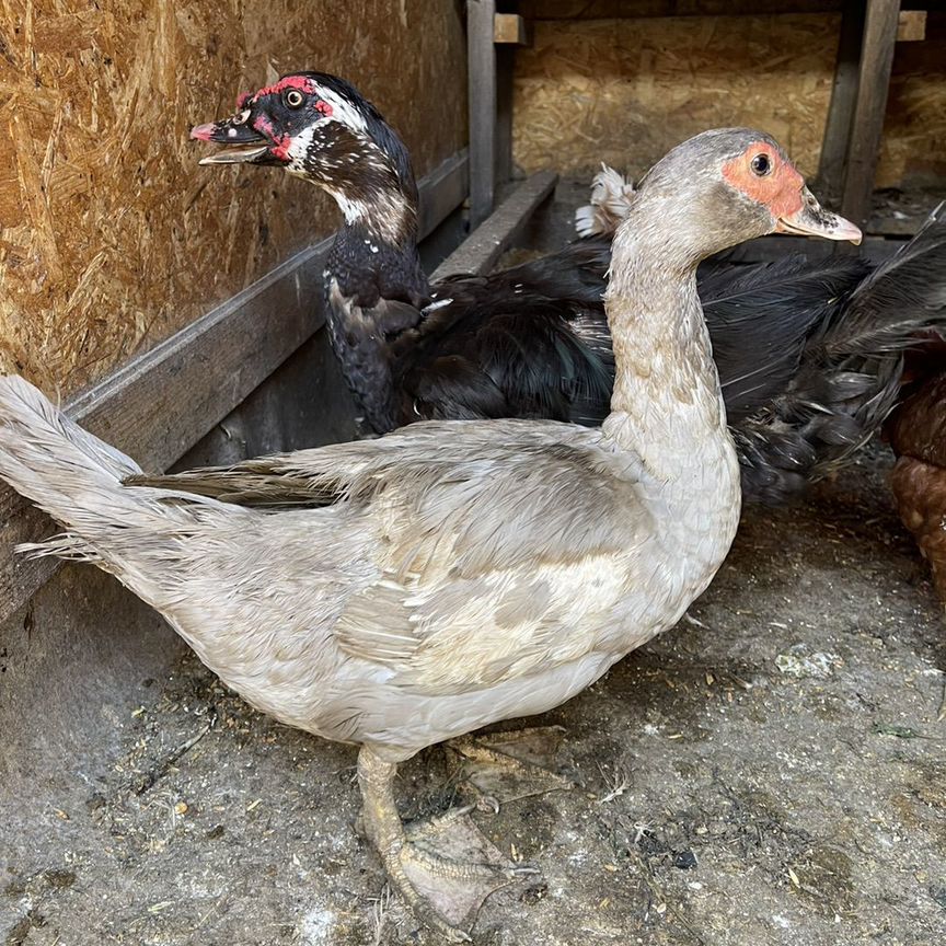 Продам уточек, один селезент и две уточки