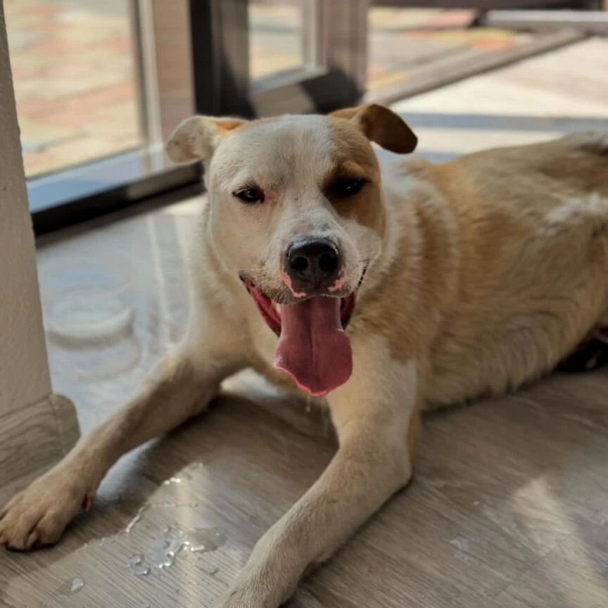 Собака в добрые руки отдам бесплатно