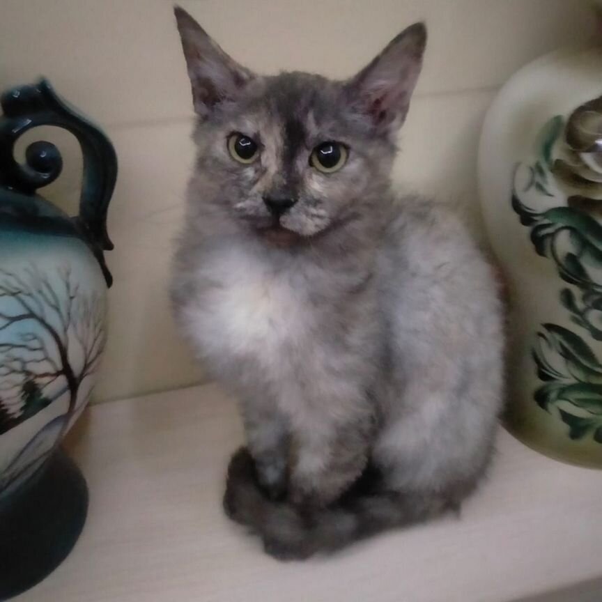 Шикарные котята