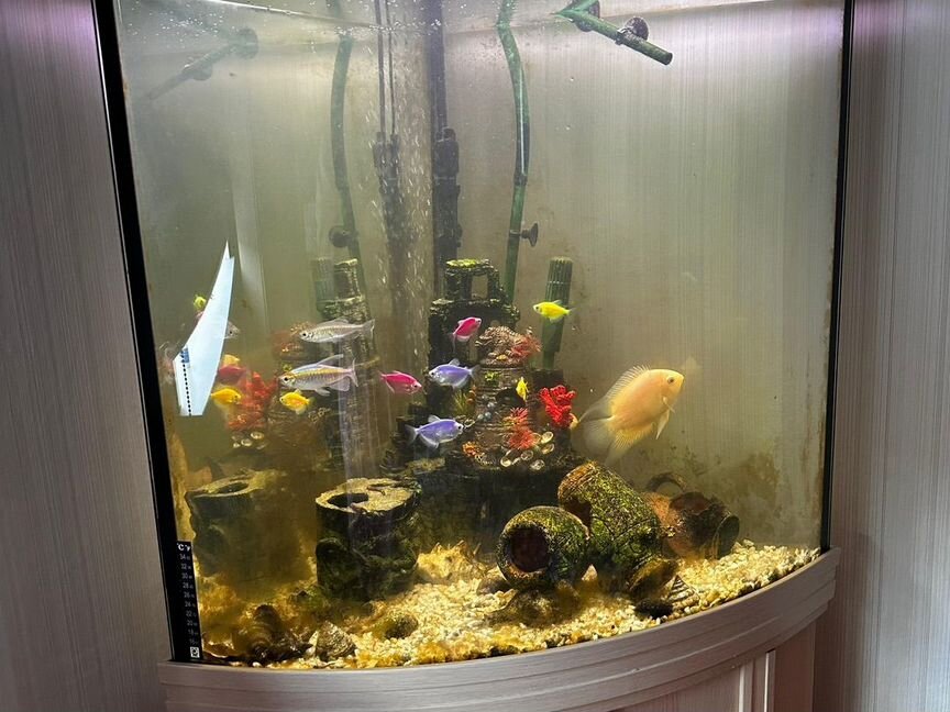 Аквариум с тумбой 180 литров + фильтр + рыбки