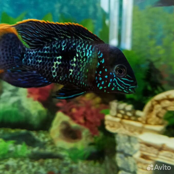 Акара голубая, цихлиды, мальки