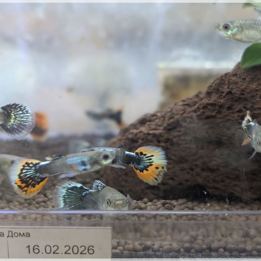Гуппи в ассортименте на Гарибальди