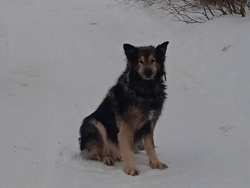 Собака в добрые руки отдам бесплатно