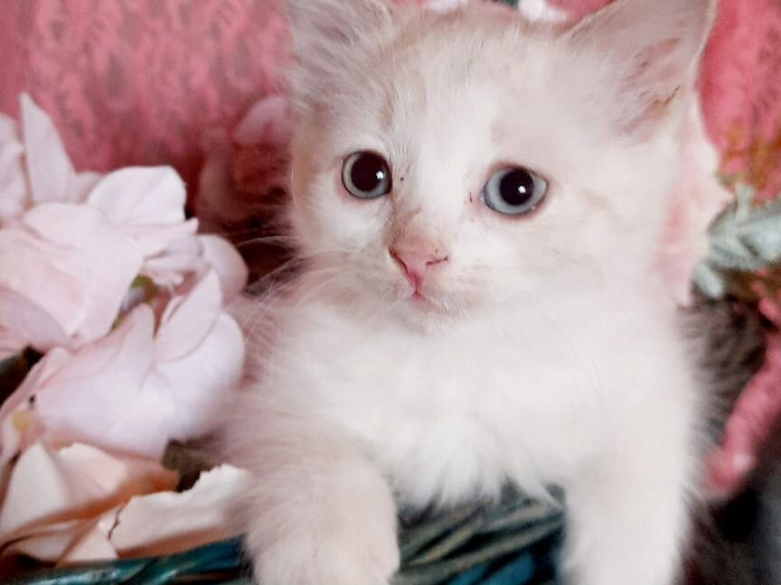 Кошечка породы Золотая шиншила