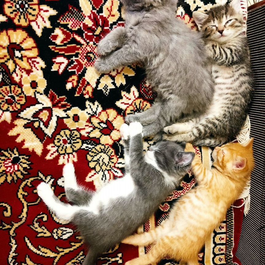 Котята, котенок