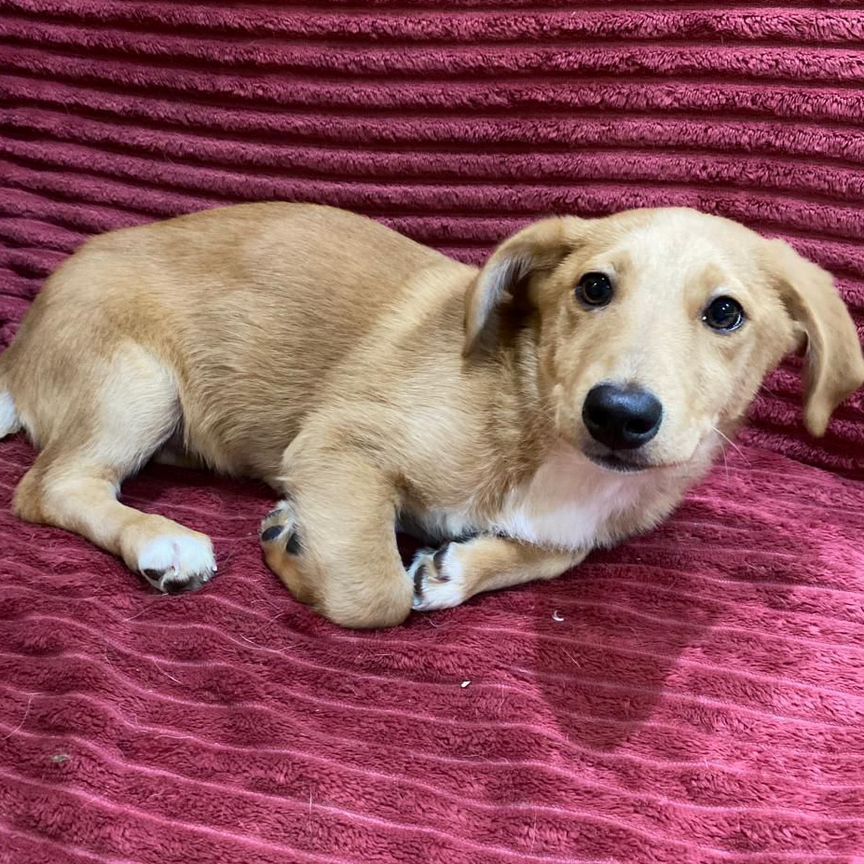 Щенок девочка в добрые руки