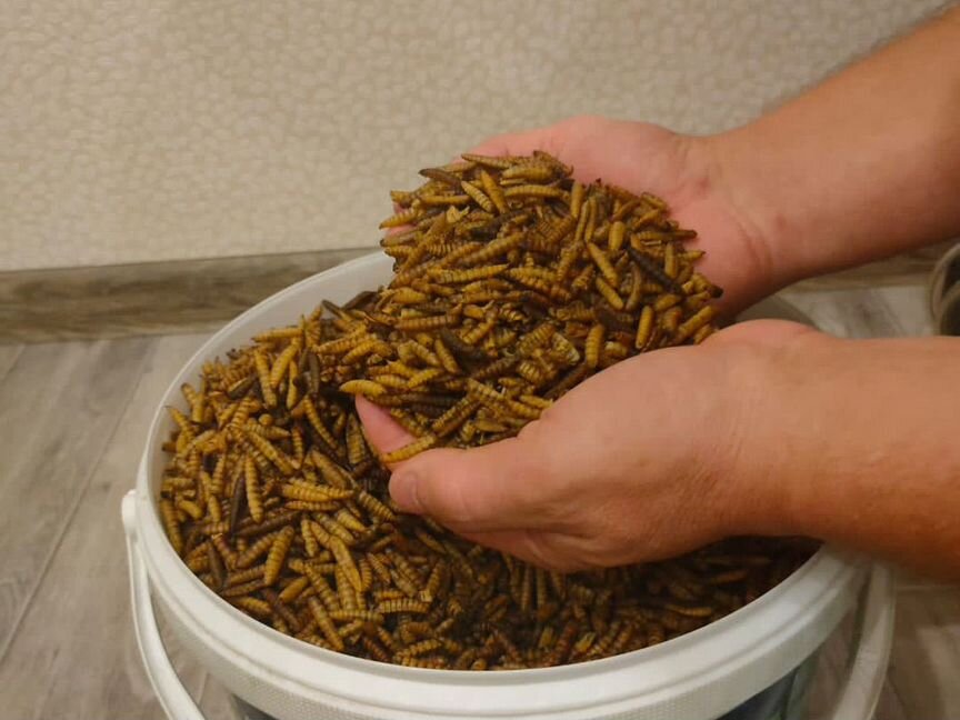 Личинки черной львинки