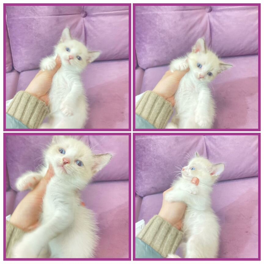 Очаровательный малыш Ragdoll