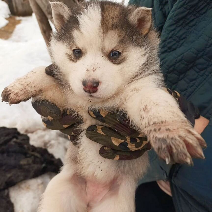 Щенки