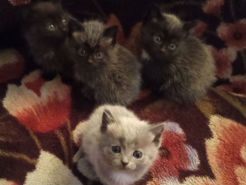 Котята в добрые руки