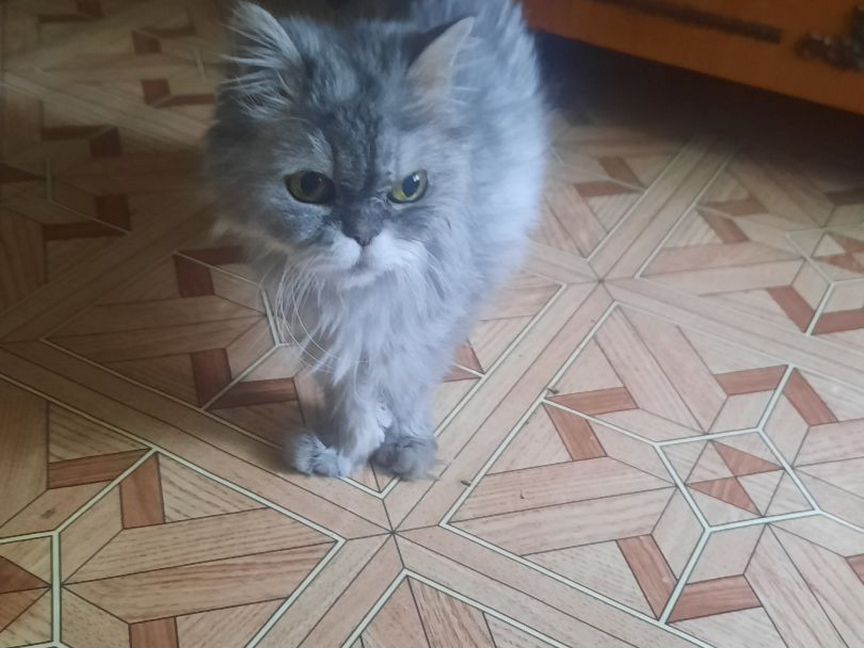 Кошка в дар бесплатно