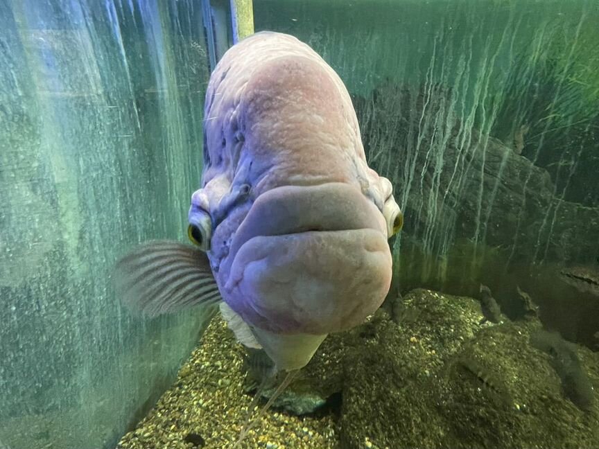 Рыба с губами