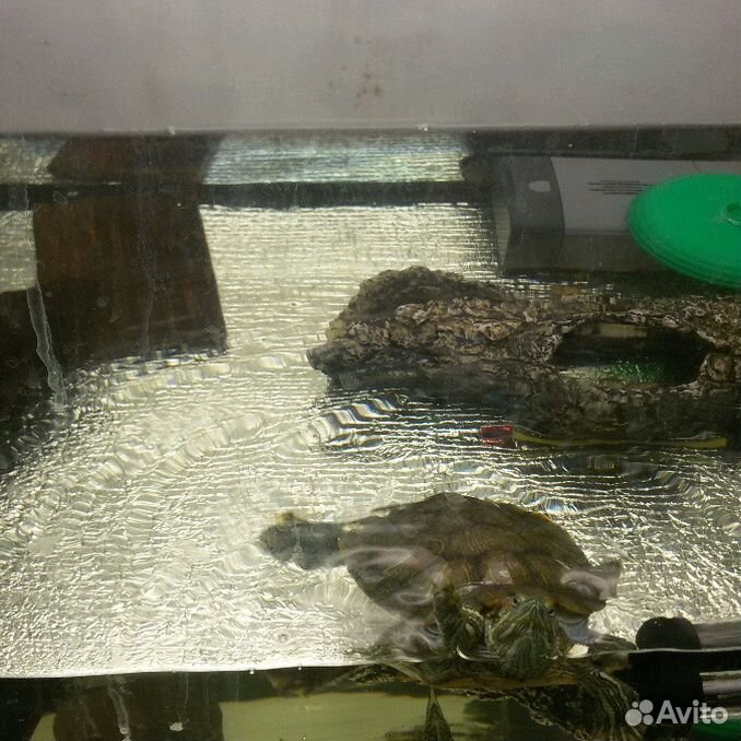 Красноухая черепаха со всем необходимым