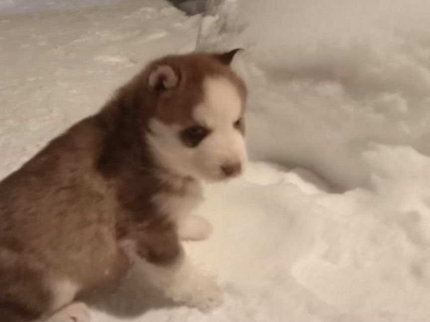 Продам щенки хаски