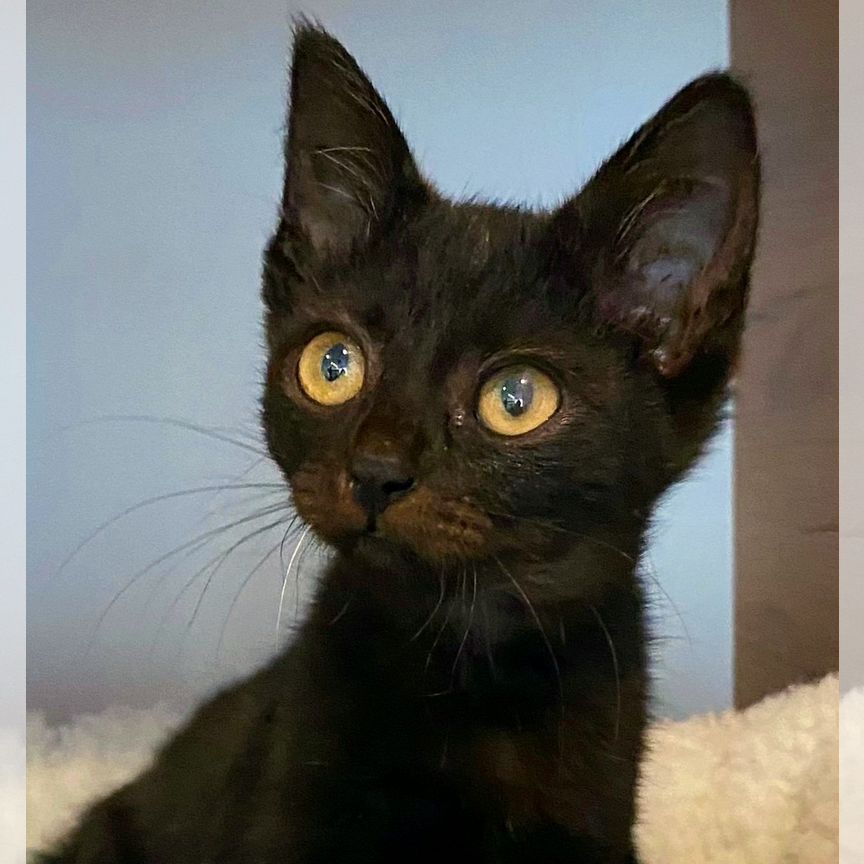 Европейский короткошёрстный котёнок