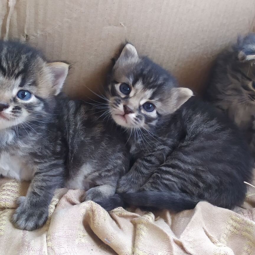 Котята в добрые руки