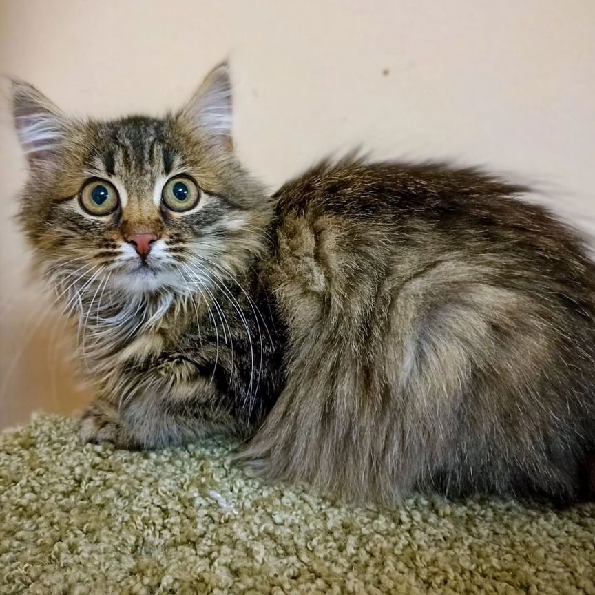 Котёнок Глаша