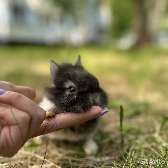 Маленький крольчонок мини карликовый минор
