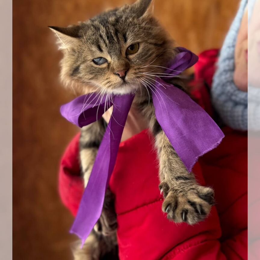 Взрослая, кошка в добрые руки