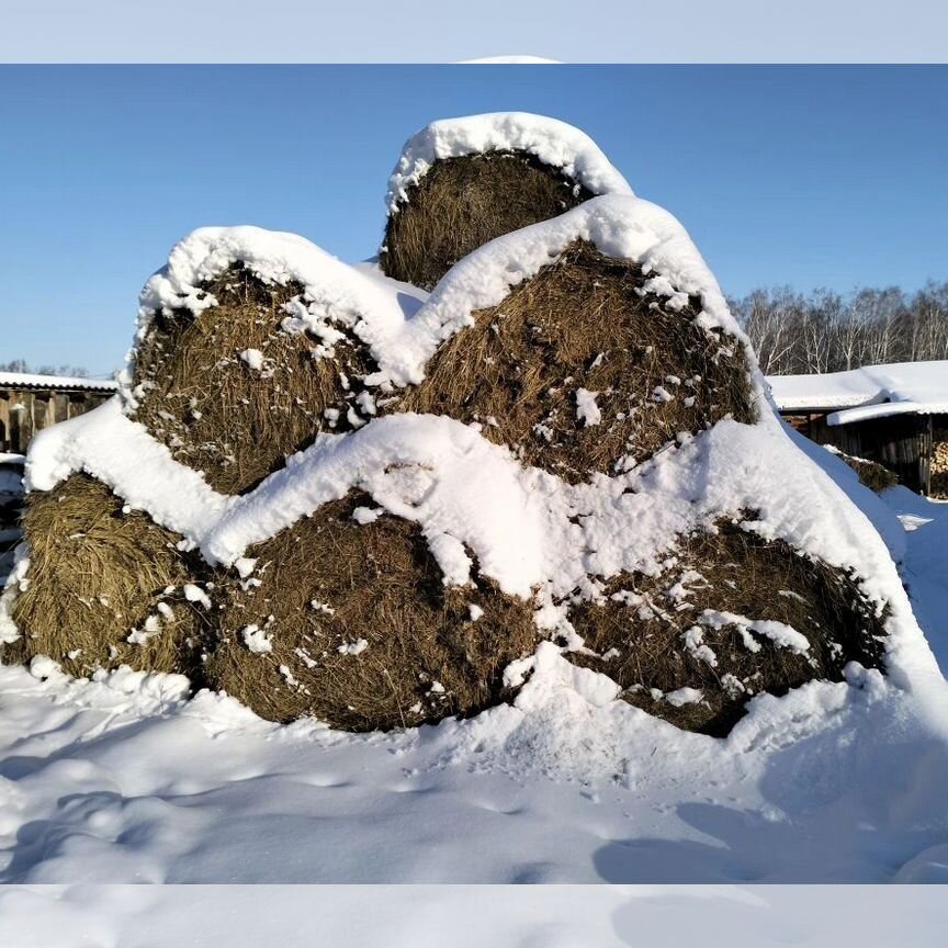 Сено в рулонах