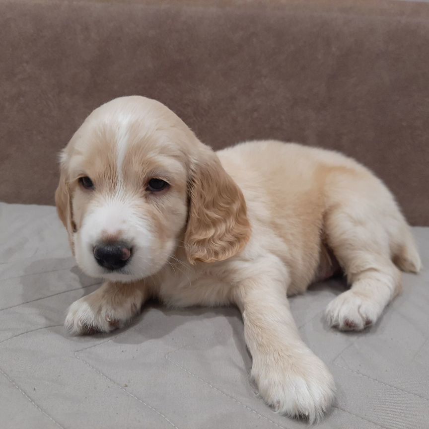 Отдам в добрые руки щенка,1 месяц