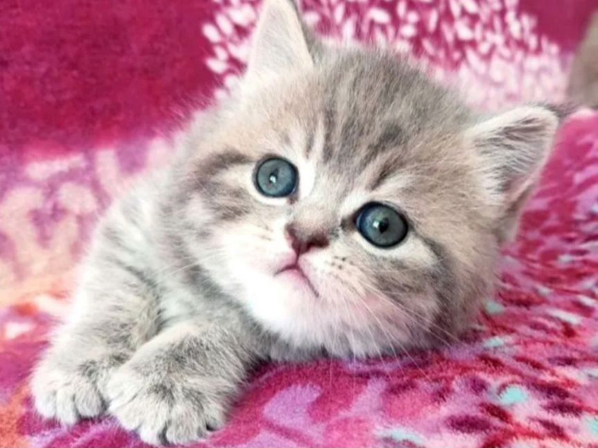 Плюшечки) окрас Голубой Табби