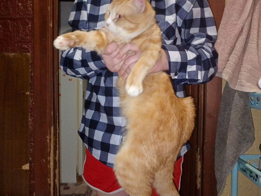 Отдам бесплатно котов