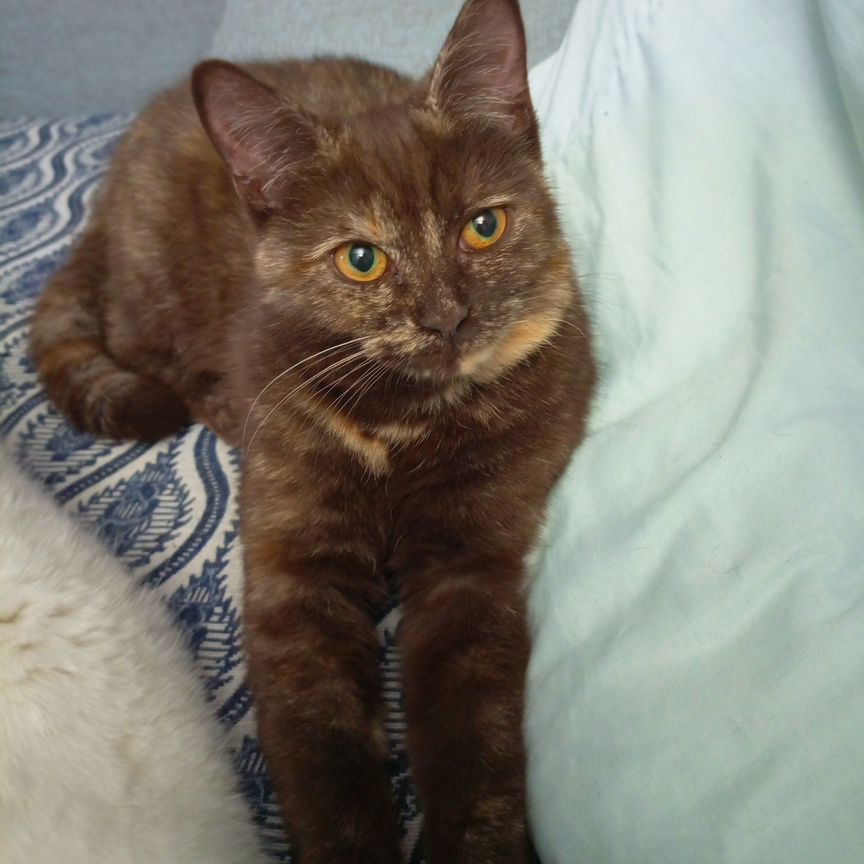 Кошечка