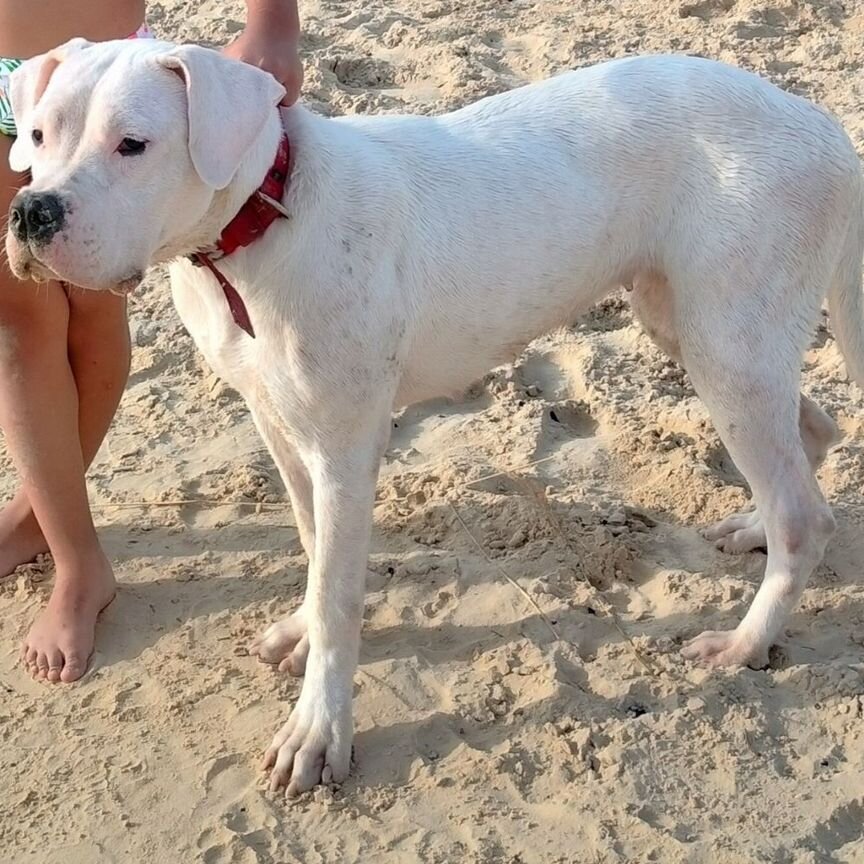 Аргентинский дог, взрослая собака