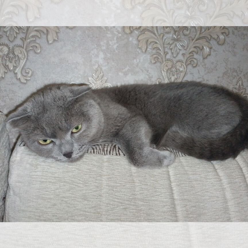 Кошка британка бесплатно