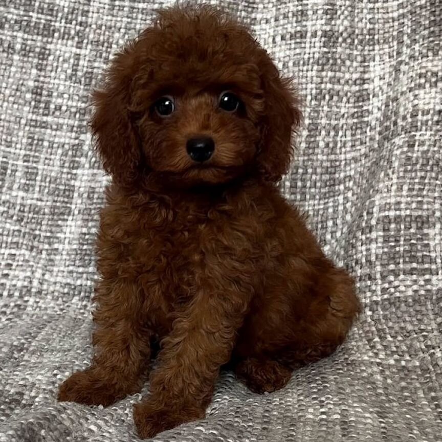 Той-пудель, щенок