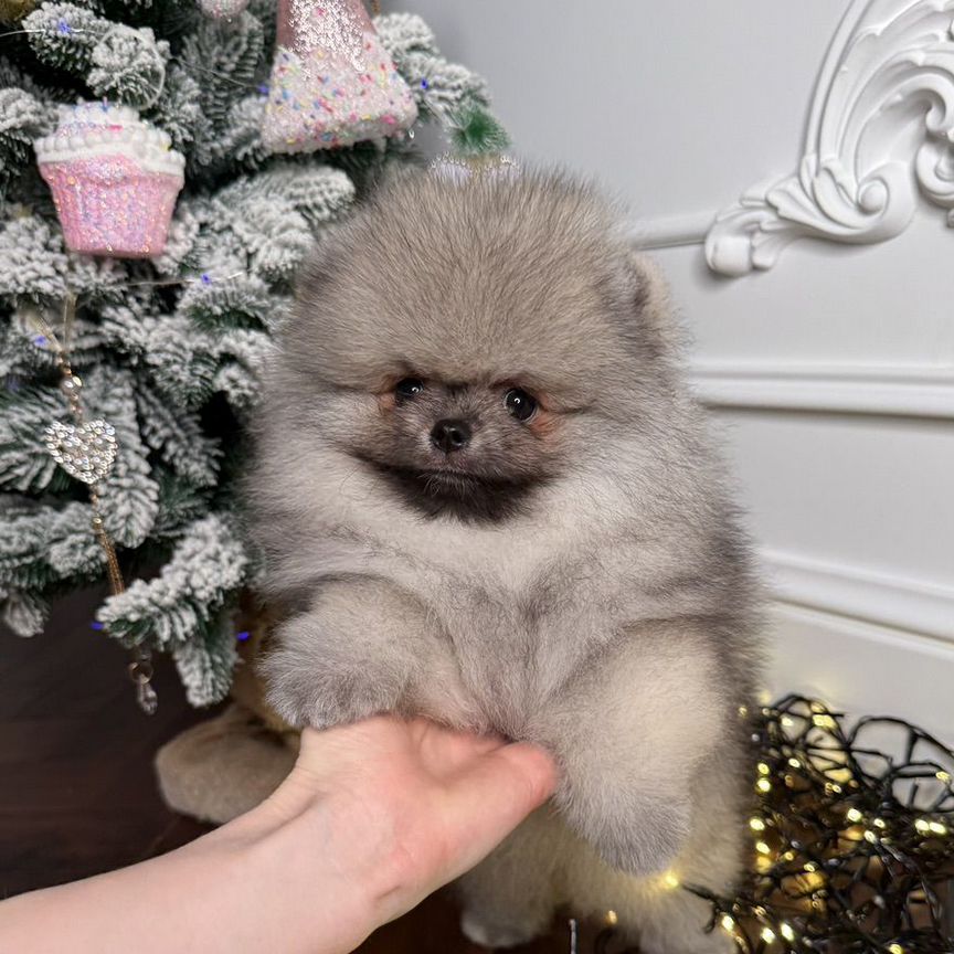 Померанский шпиц, щенок