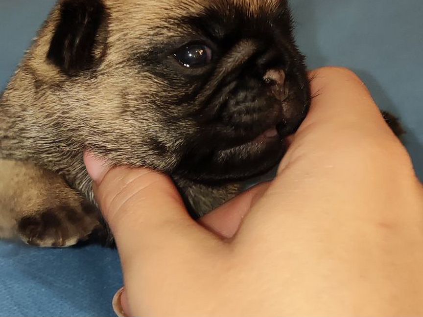 Щенки мопса