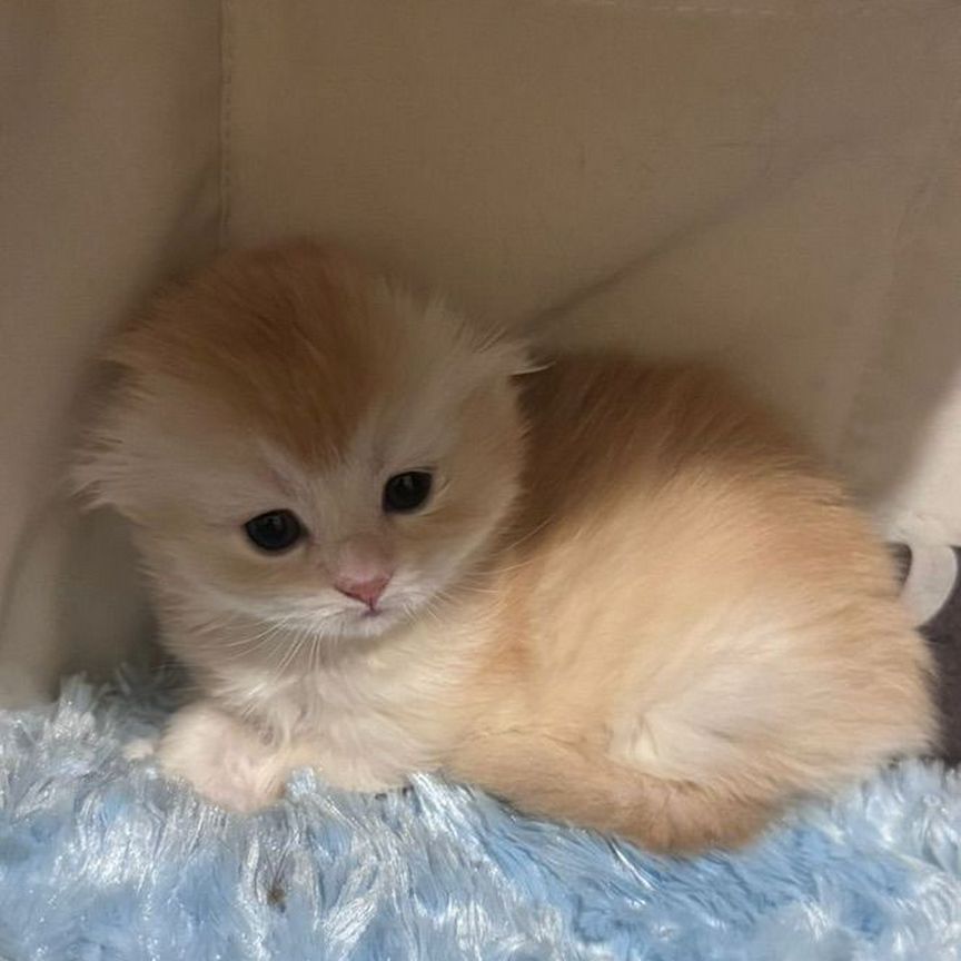 Котенок