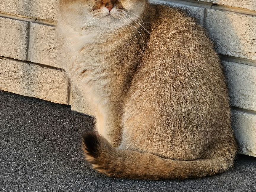 Кошка - кормилица
