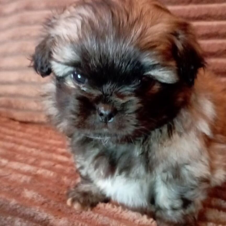 Щенки пекинеса