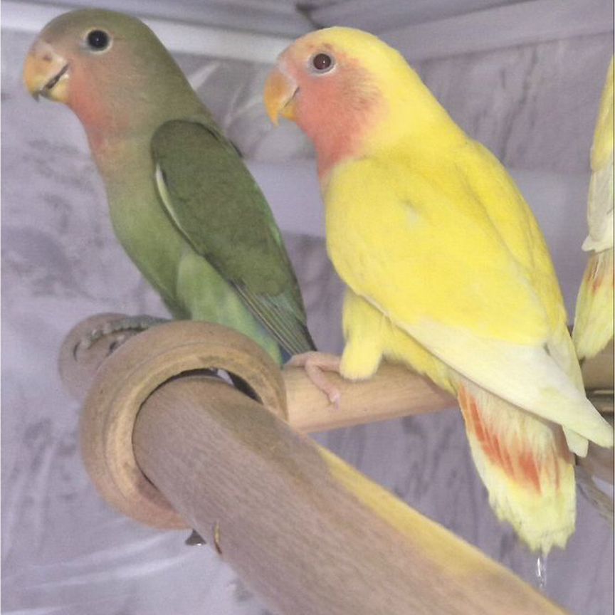 Попугаи неразлучники