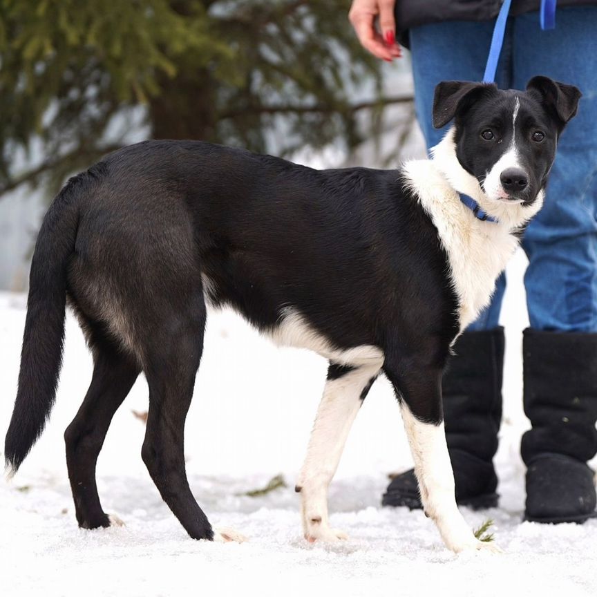 Щенок в добрые руки