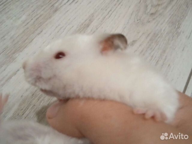 Сирийский хомяк мальчик