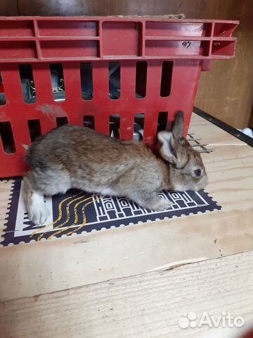 Крольчата великаны