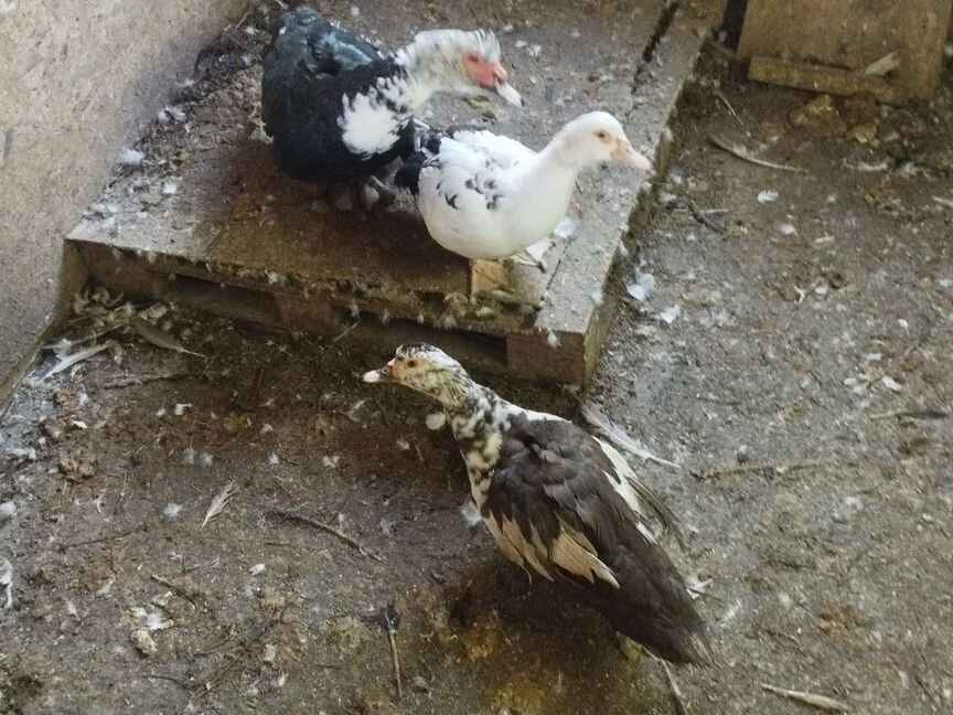 Семья индоуток