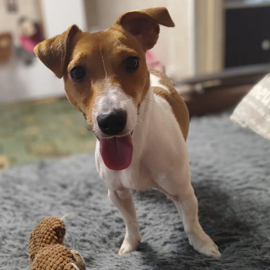 Джек-рассел-терьер, щенок