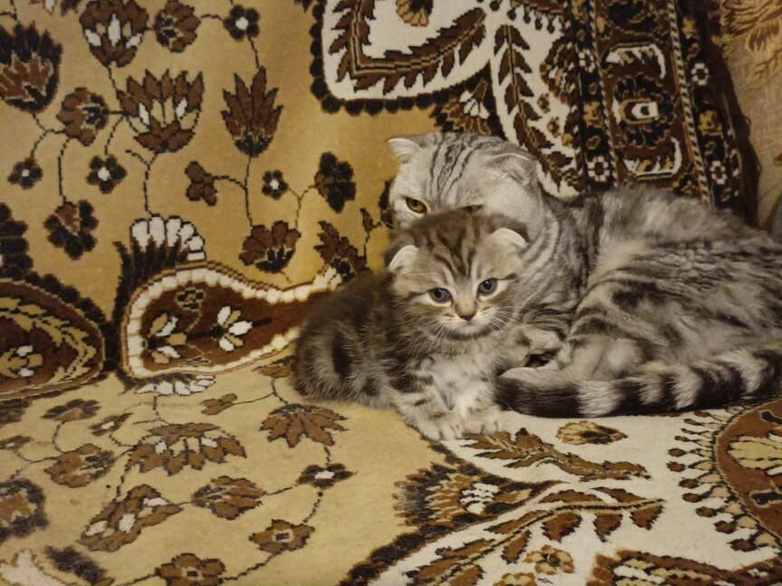 Британские вислоухие котята