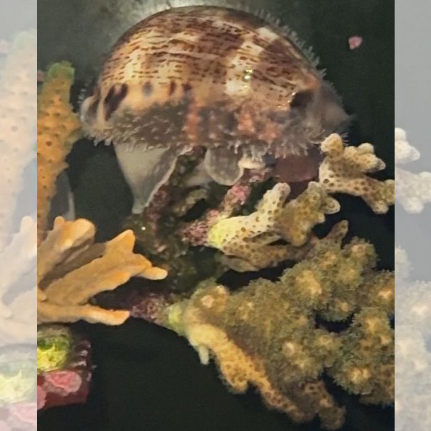 Улитка морская ципрея Cypraeidae