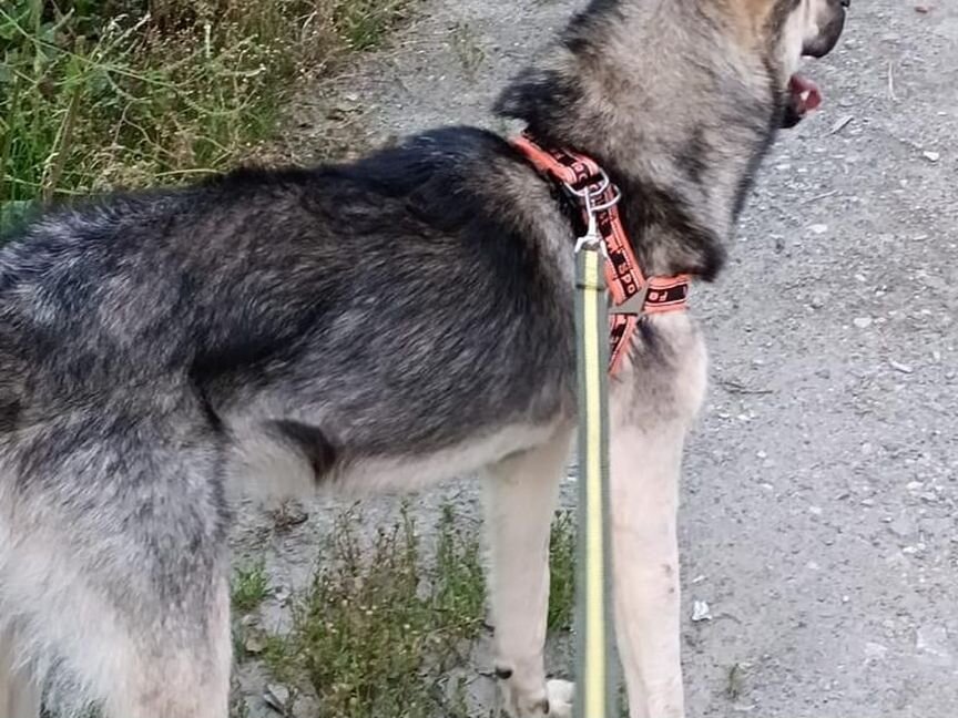 Друг человека