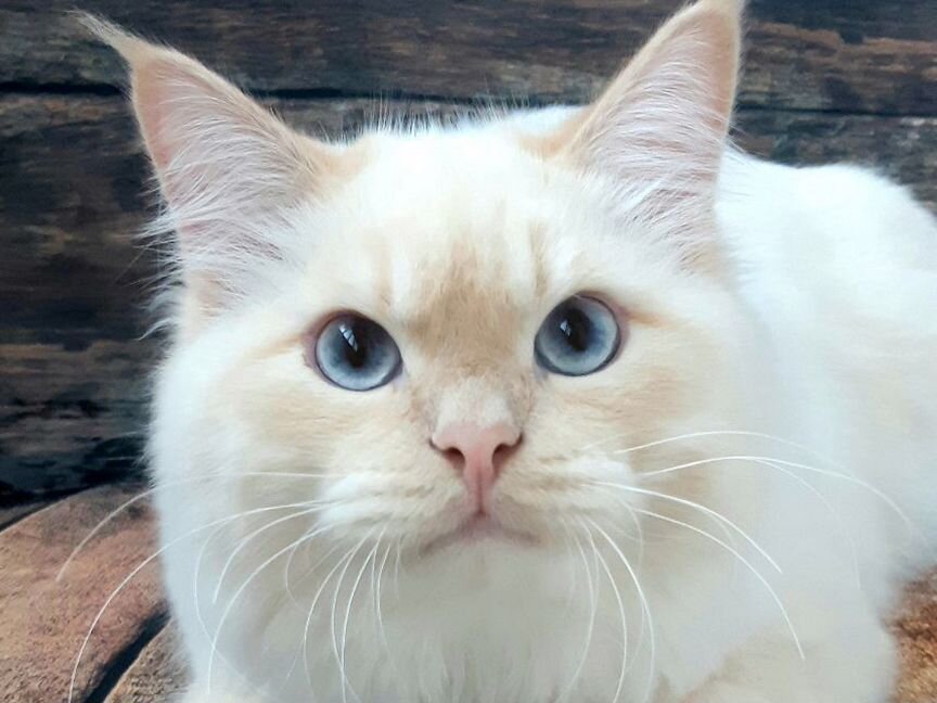 Шикарный кот сибиряк Успех