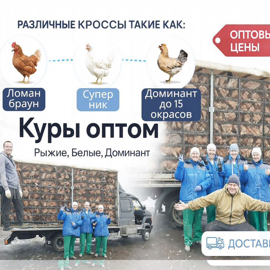 Куры-несушки оптом от птицефермы