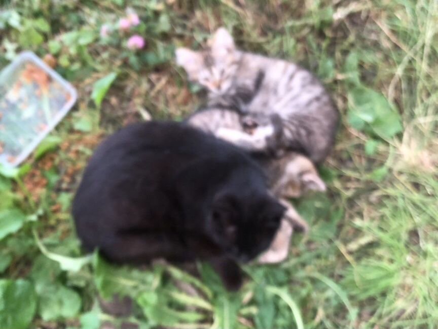 Продаю котят