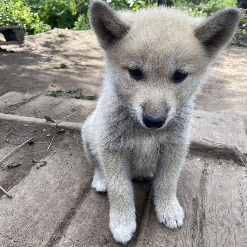 Щенки Акилайки